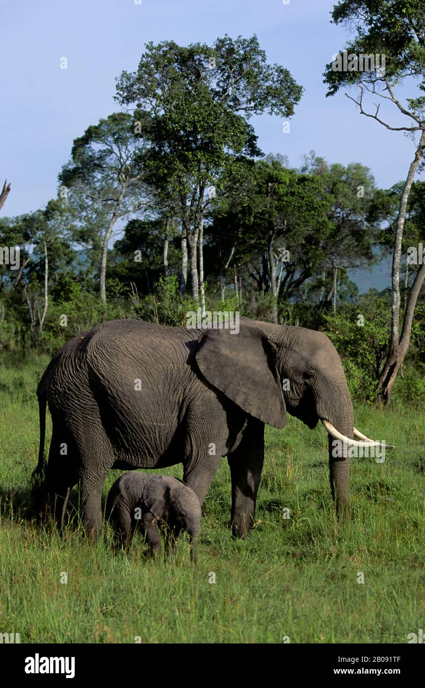 Kenya, masai mara, elephant with calf hi-res stock photography and ...