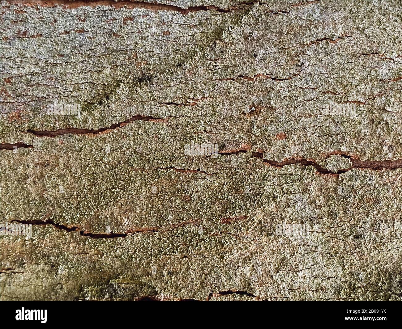 Natural wood, wood cut, aged wood, cracks from time and weather. Brown ...