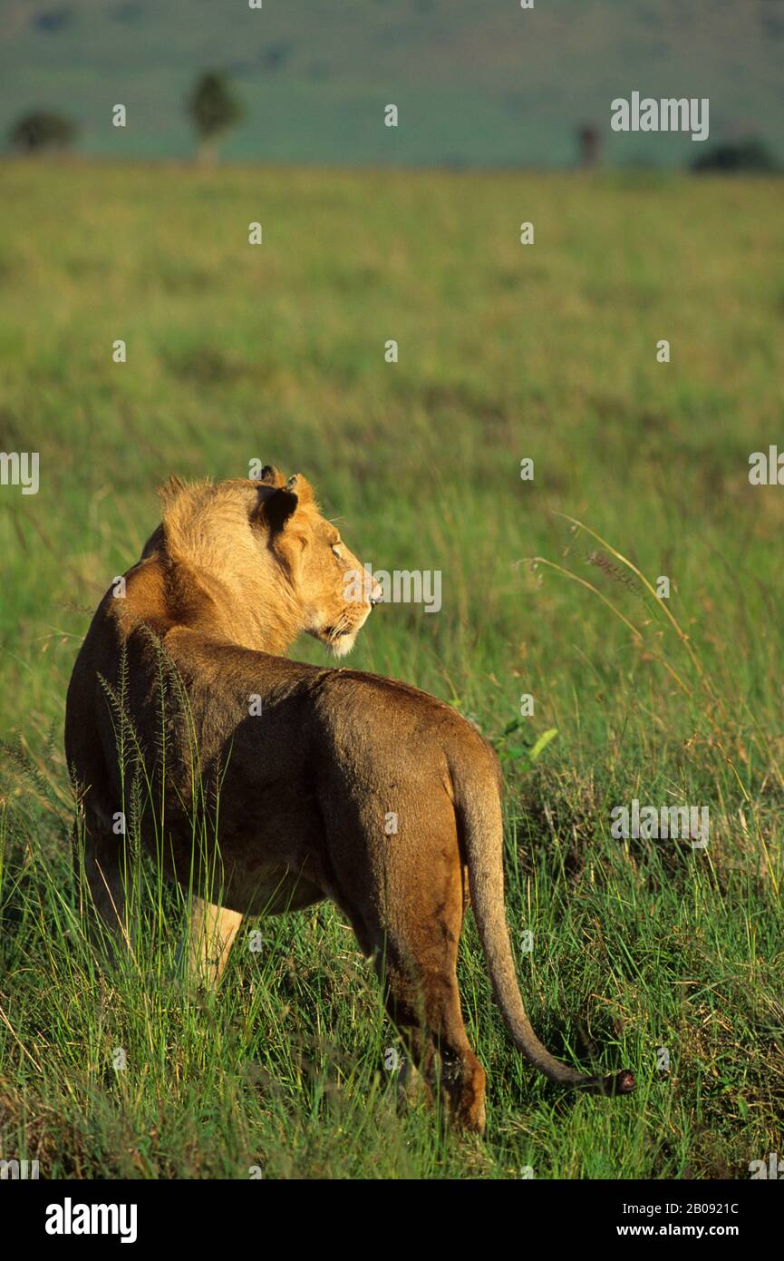 Young lion stalking hi-res stock photography and images - Alamy