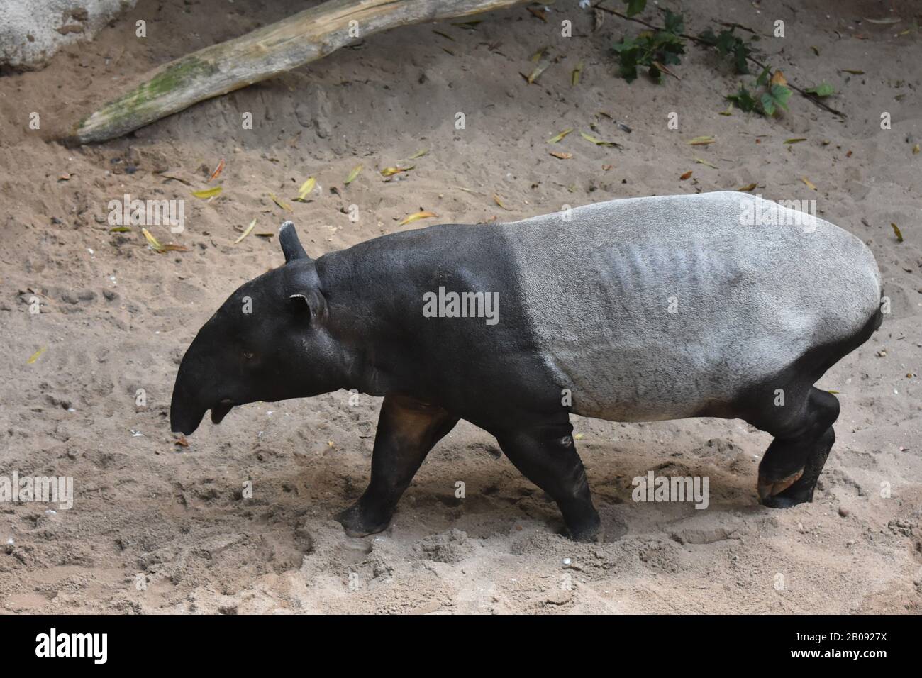 large beautiful tapir walking in the wild Stock Photo - Alamy