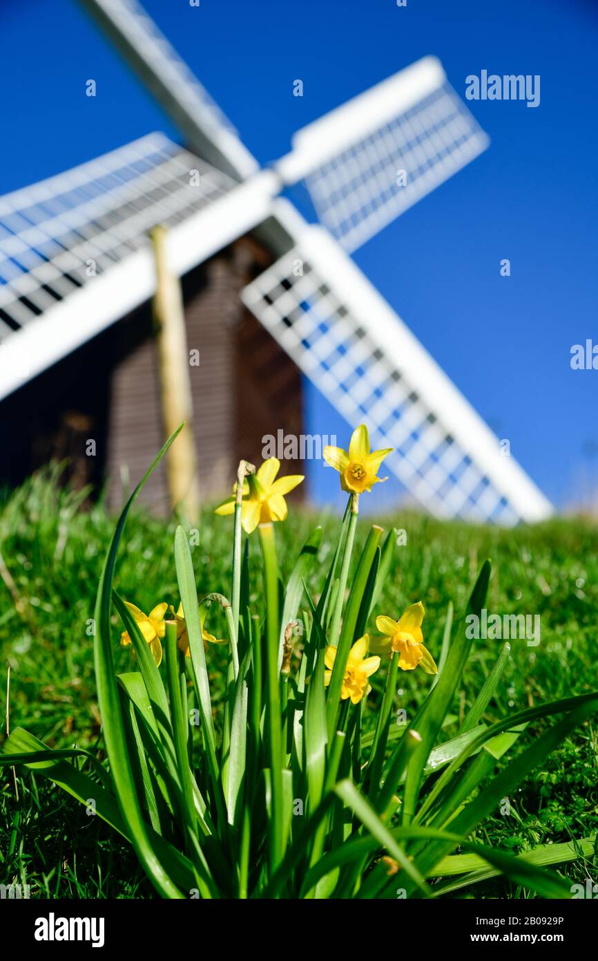 Brill Windmill: Old wood and brick windmill on a hilltop in the English ...