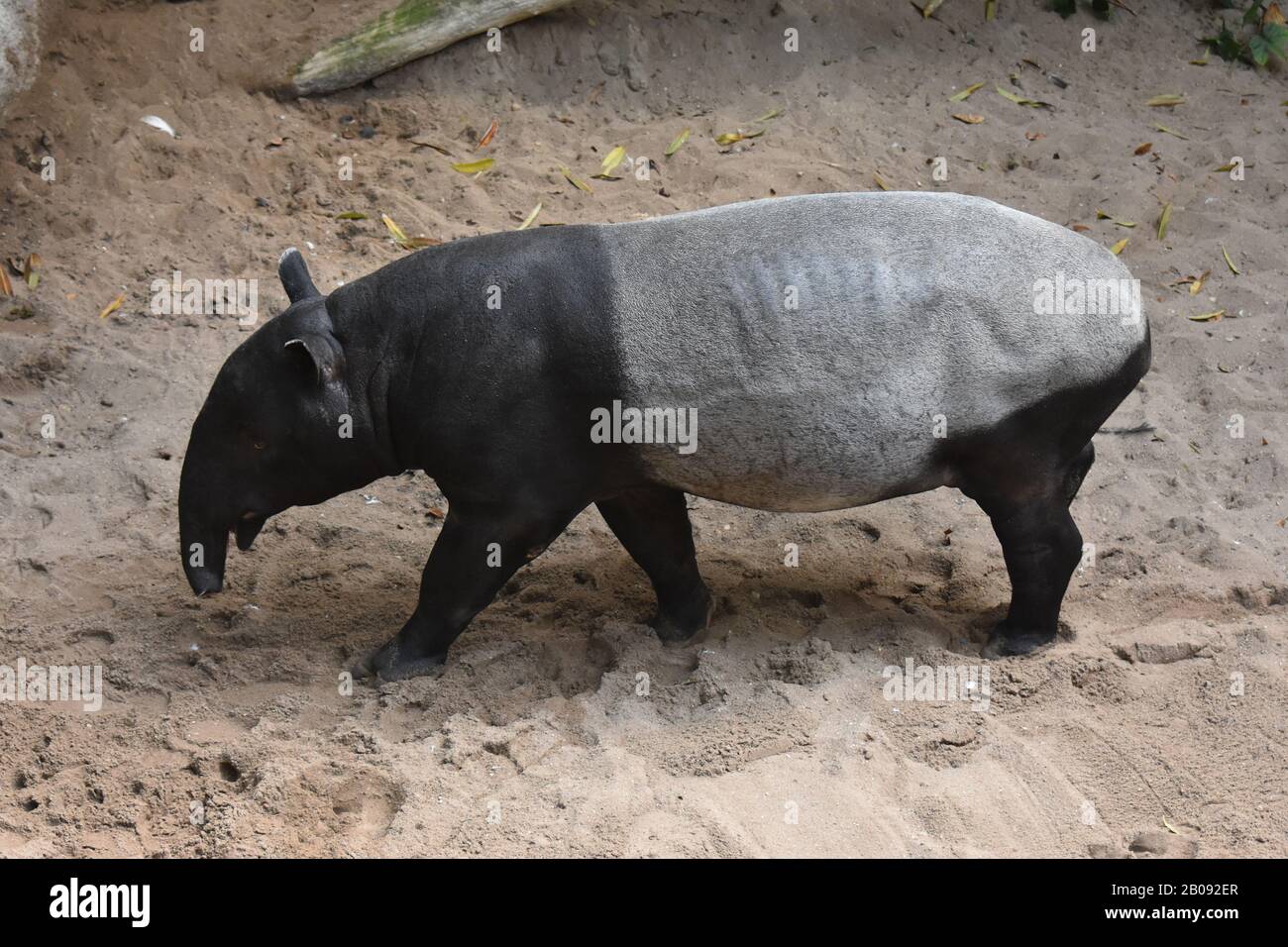 Large tapir with a big white stripe Stock Photo - Alamy