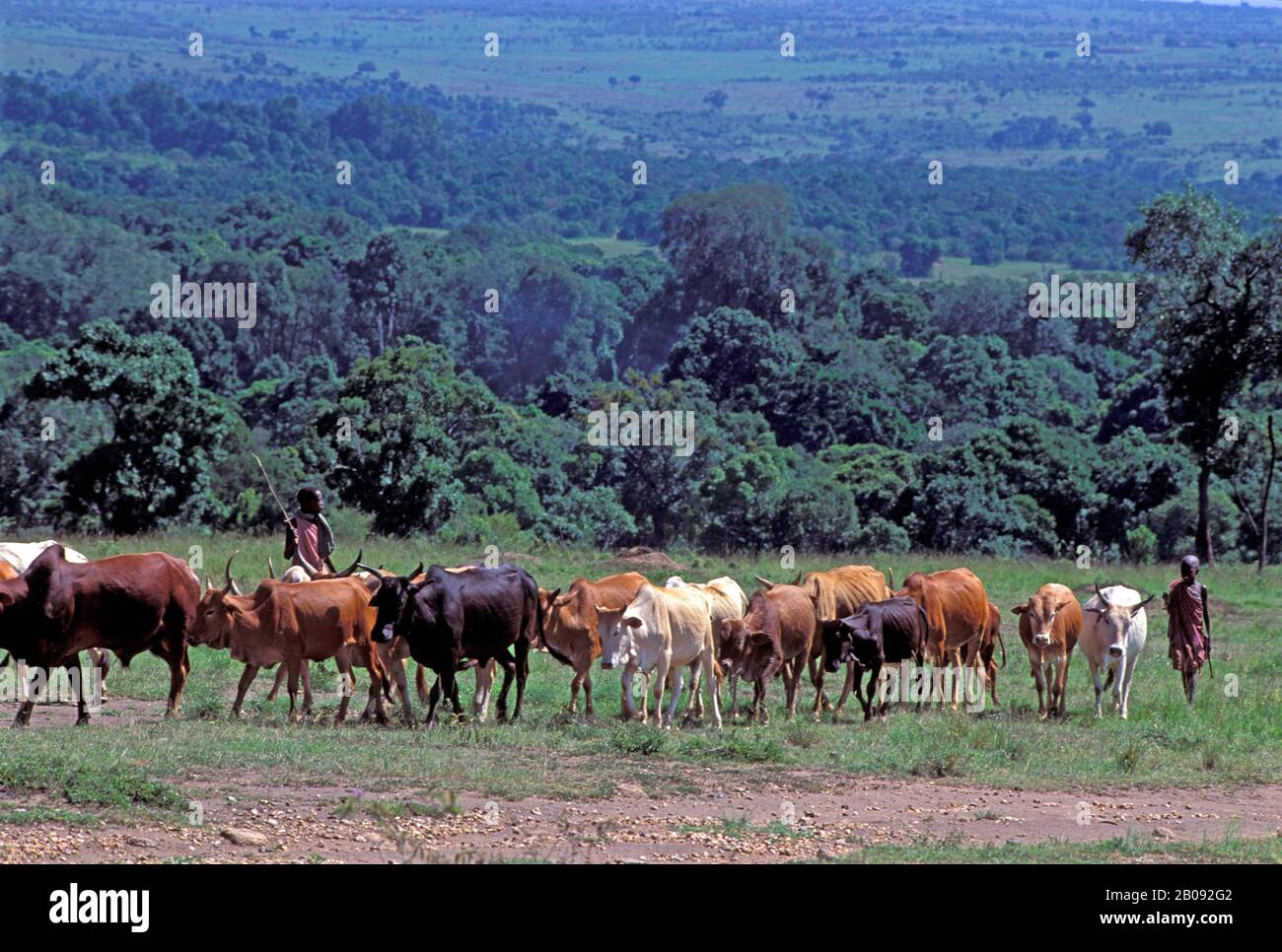 Masai people cattle grassland hi-res stock photography and images - Alamy