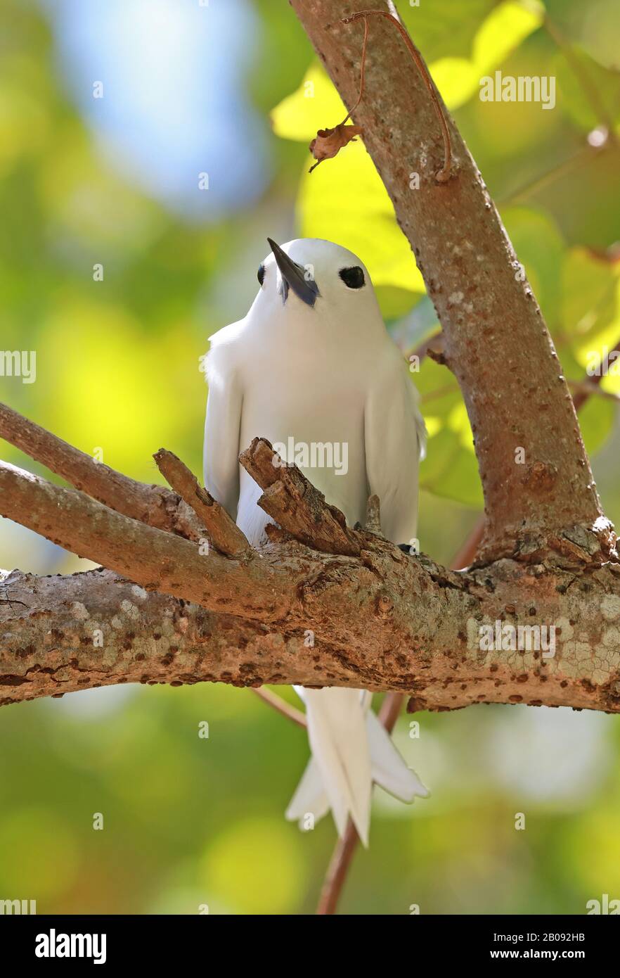 White tern gygis alba incubating egg hi-res stock photography and ...