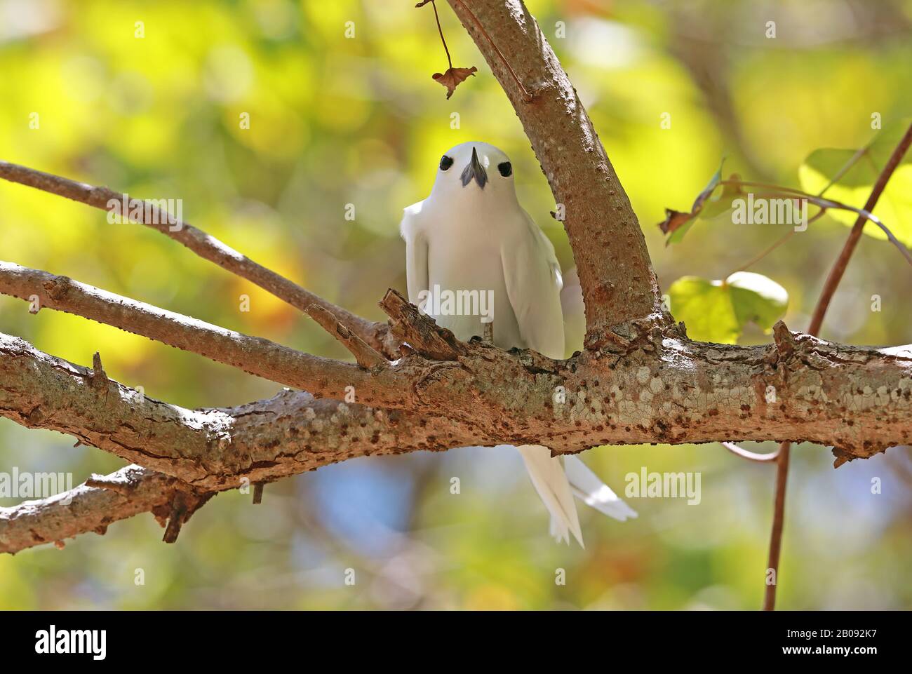 White tern gygis alba incubating egg hi-res stock photography and ...