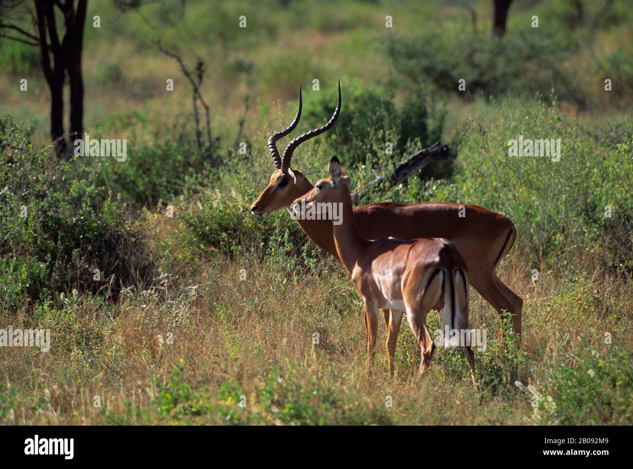 KENYA, SAMBURU, IMPALAS, MALE & FEMALE Stock Photo - Alamy