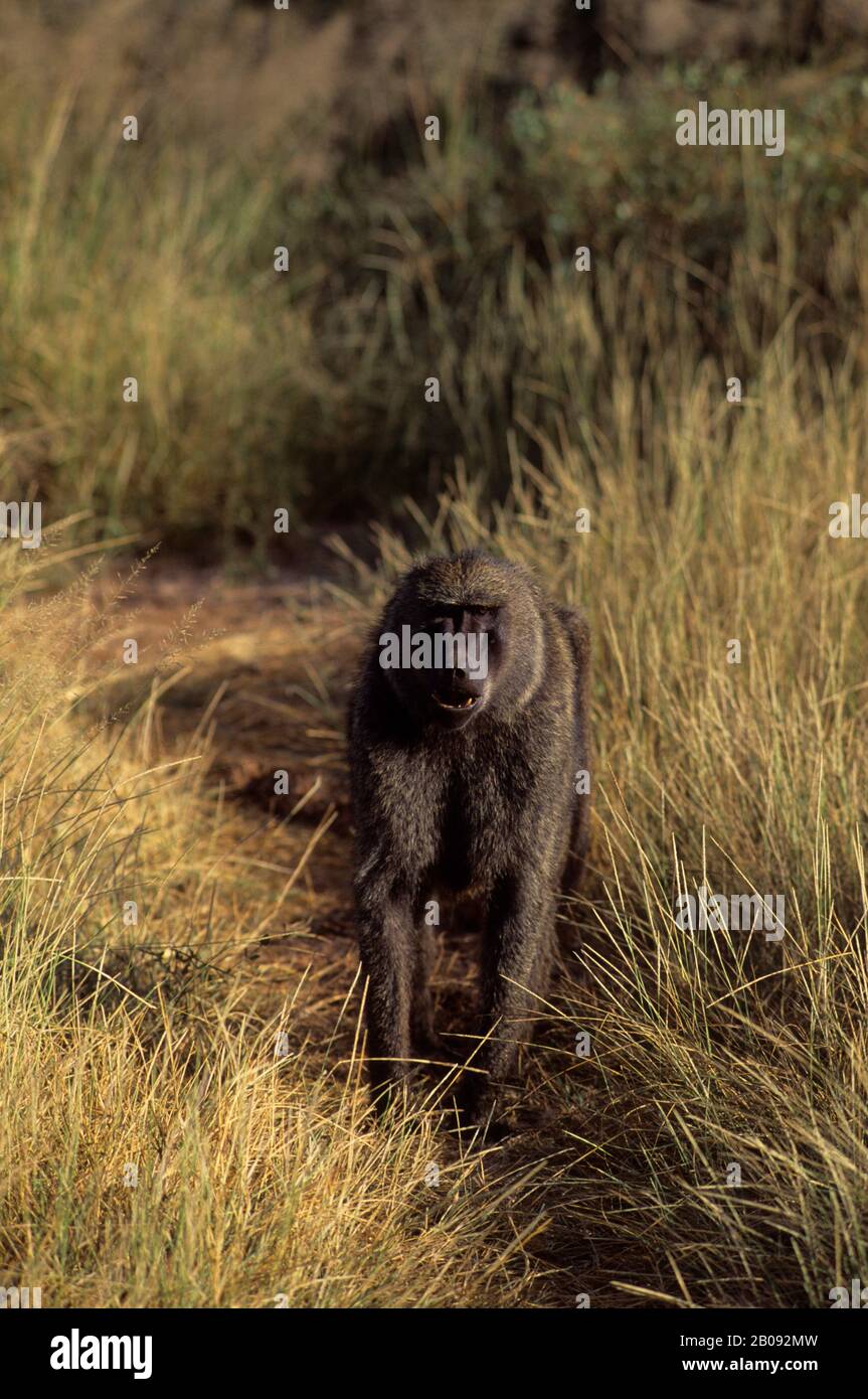 Kenyan baboon hi-res stock photography and images - Alamy