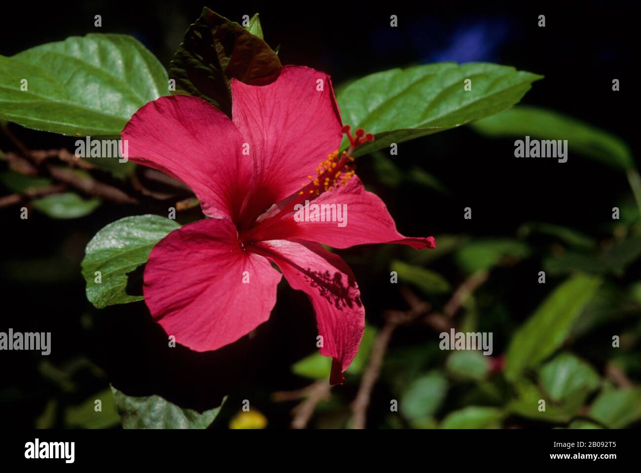 Indian ocean red flower hi-res stock photography and images - Alamy
