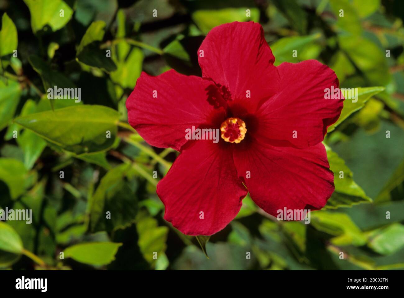 MAURITIUS, RED HIBISCUS FLOWER Stock Photo - Alamy