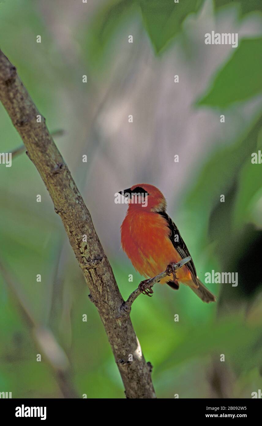 Mauritius and madagascar hi-res stock photography and images - Alamy