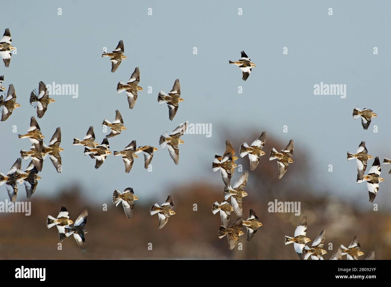 Flying buntings hi-res stock photography and images - Alamy