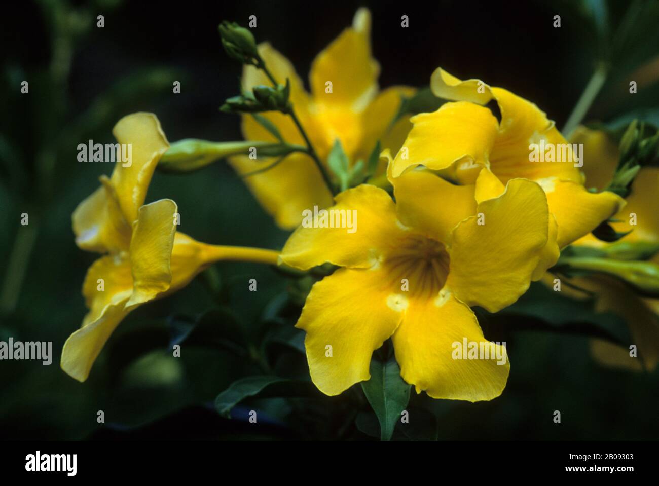 Allamanda flower hi-res stock photography and images - Alamy