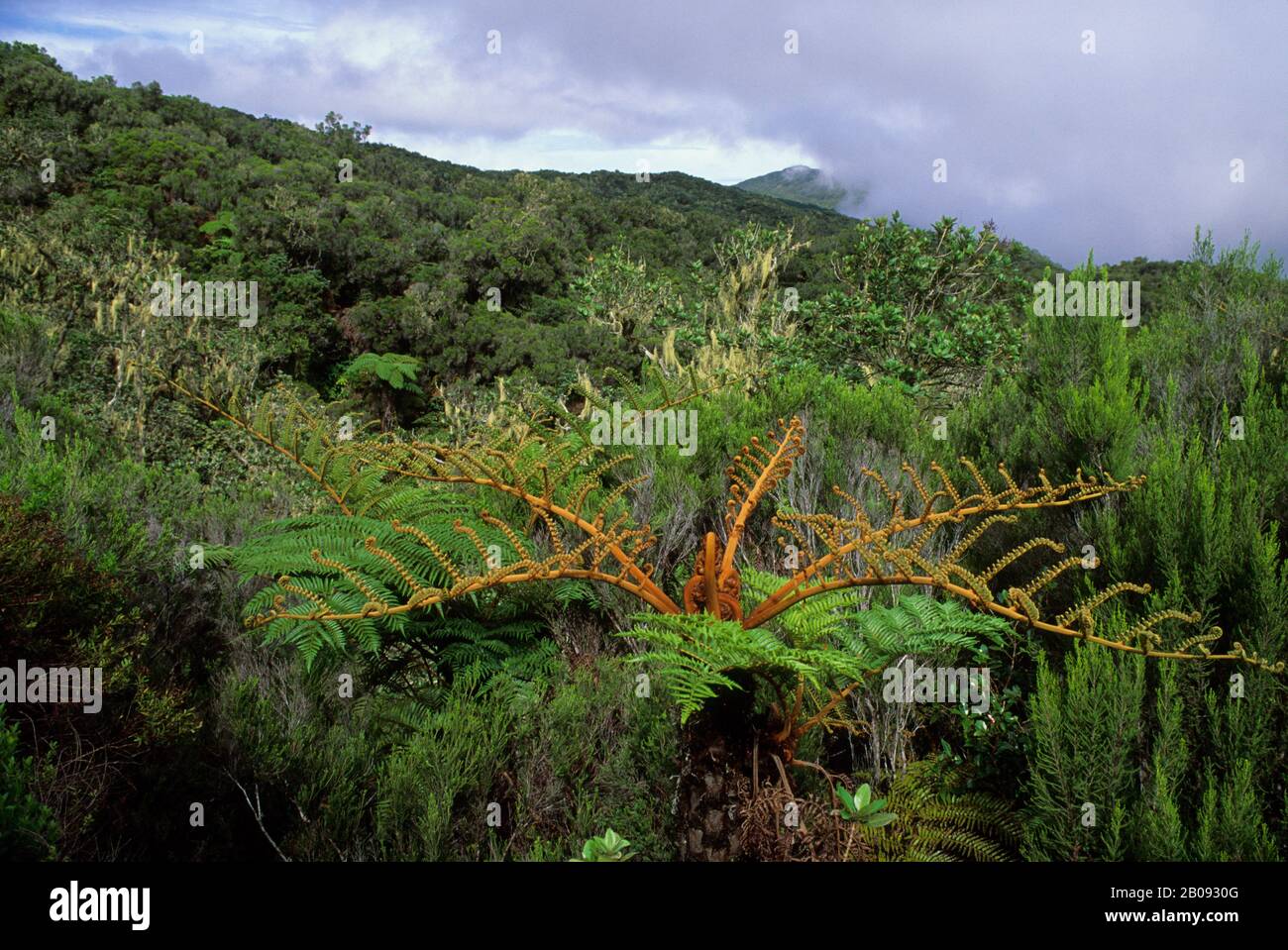 REUNION ISLAND, RAIN FOREST, TREE FERN WITH NEW GROWTH Stock Photo - Alamy