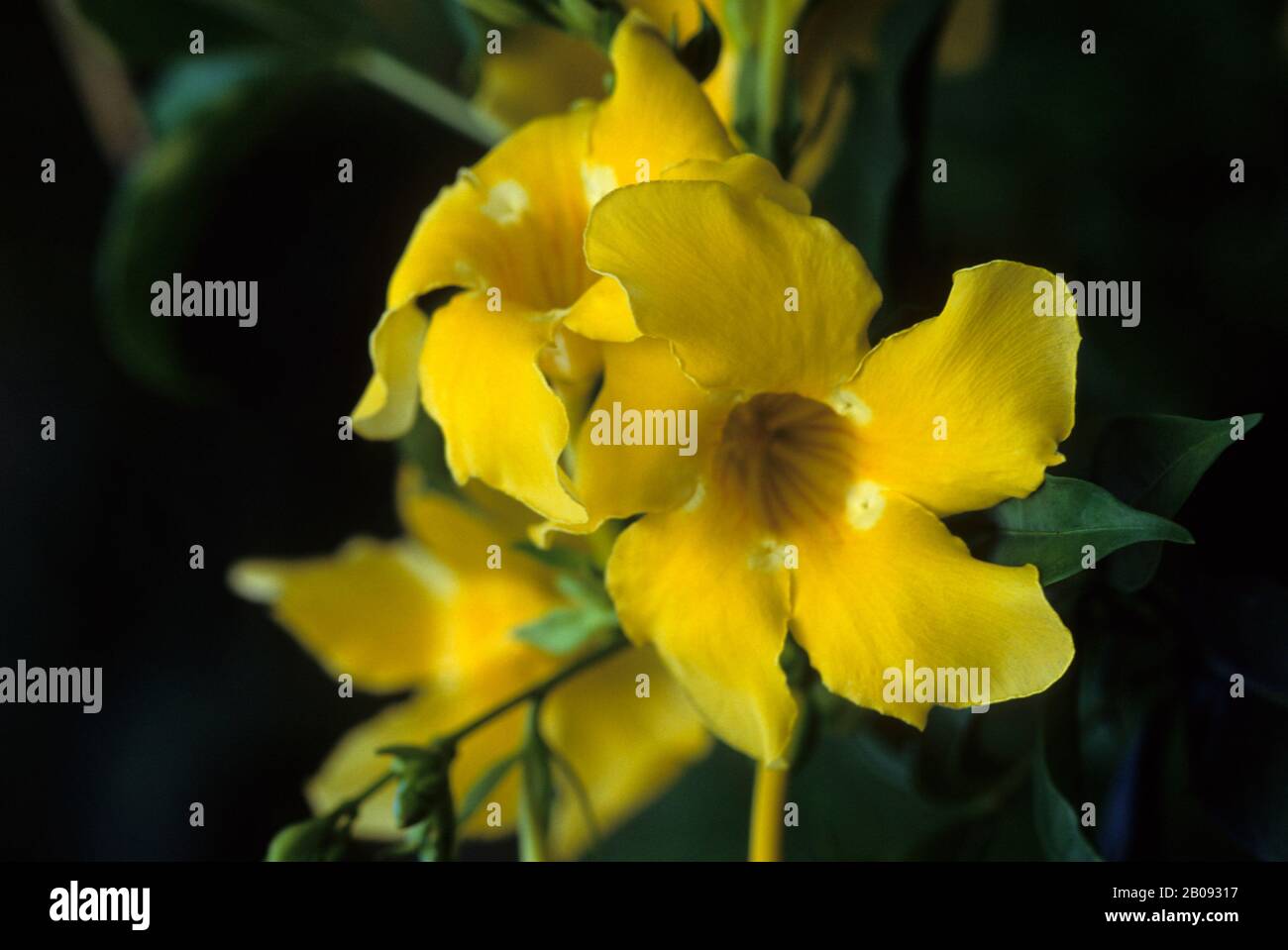 Allamanda flower hi-res stock photography and images - Alamy
