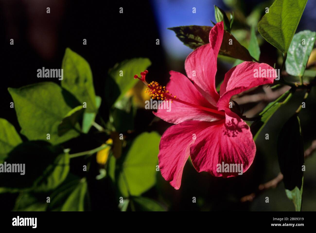 MAURITIUS, RED HIBISCUS FLOWER Stock Photo - Alamy