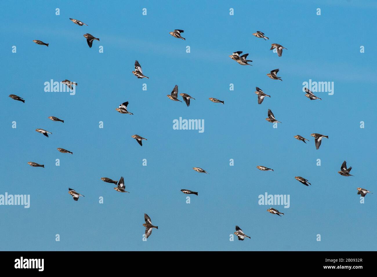 Snow bunting flock in flight Stock Photo - Alamy