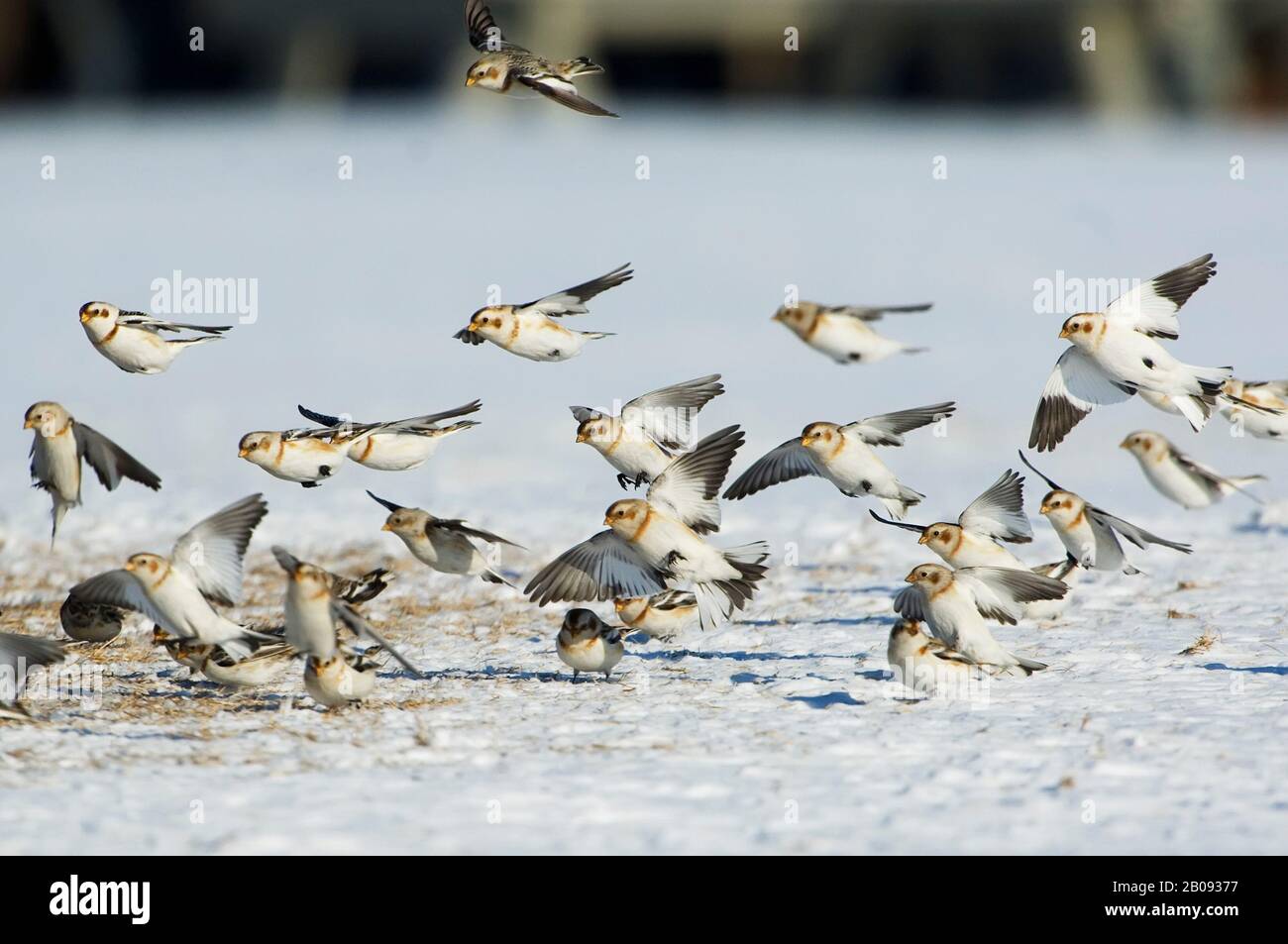 Flying buntings hi-res stock photography and images - Alamy