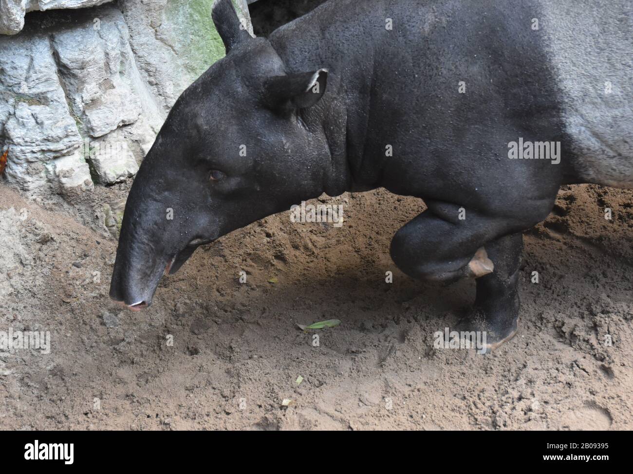 Cute tapir with its front leg lifted Stock Photo - Alamy