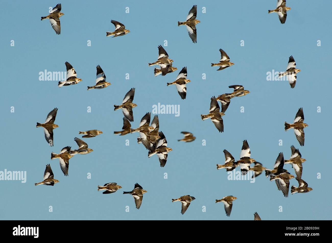 Flying buntings hi-res stock photography and images - Alamy