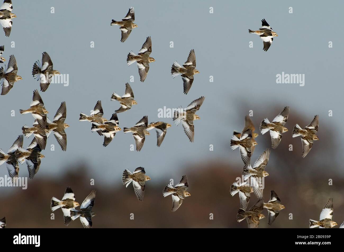 Snow bunting flock in flight Stock Photo - Alamy