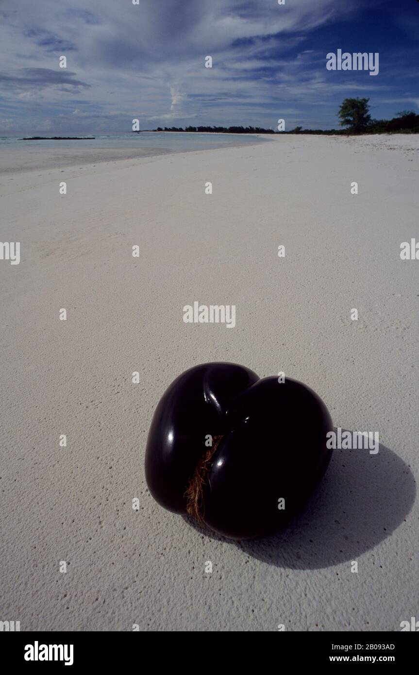 SEYCHELLES, COCO-DE-MER ON BEACH Stock Photo - Alamy
