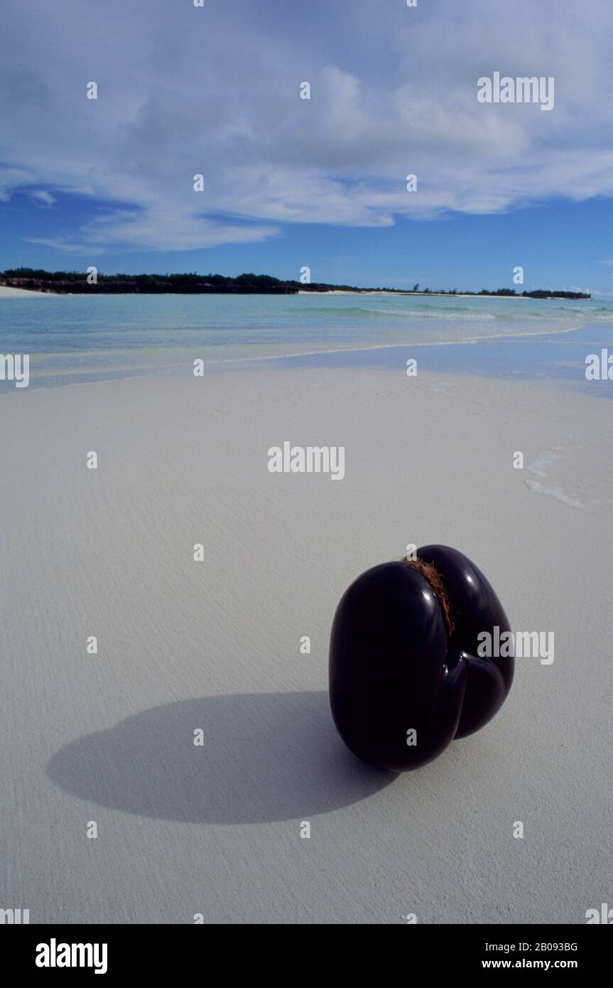 SEYCHELLES, COCO-DE-MER ON BEACH Stock Photo - Alamy