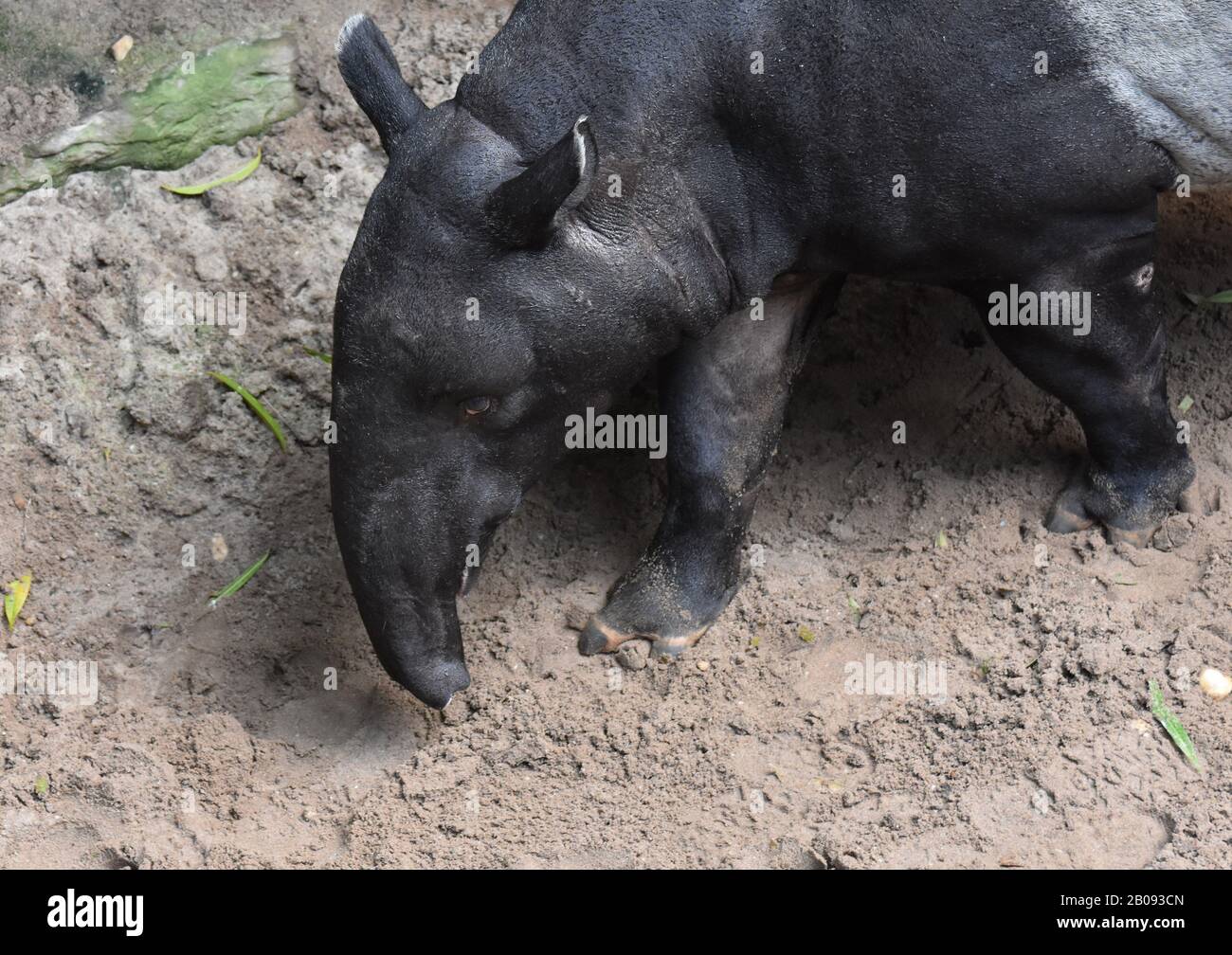 Cute tapir walking around in the wild Stock Photo - Alamy