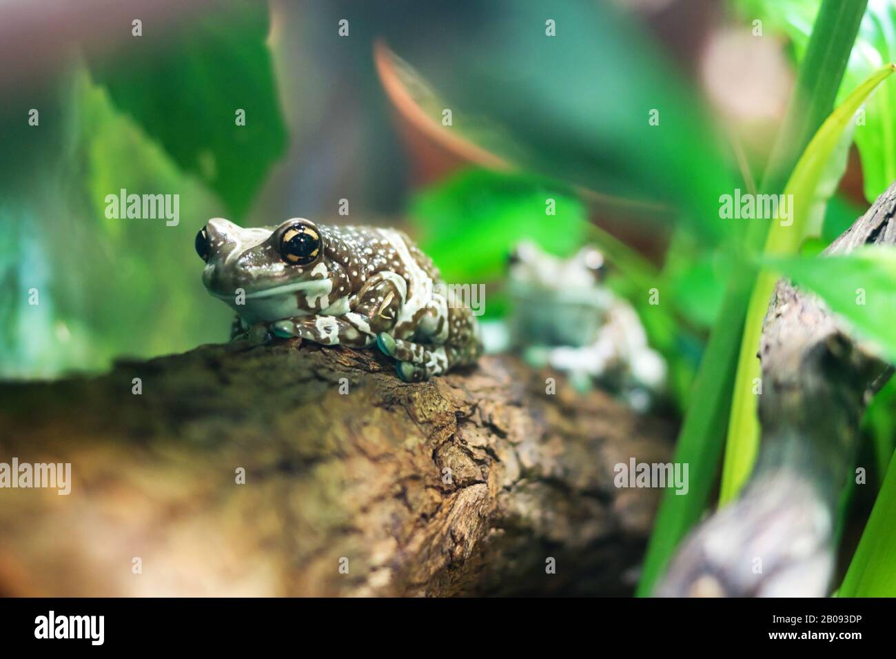Tree frog. Two amazon dairy frogs sitting on a tree among green plants ...