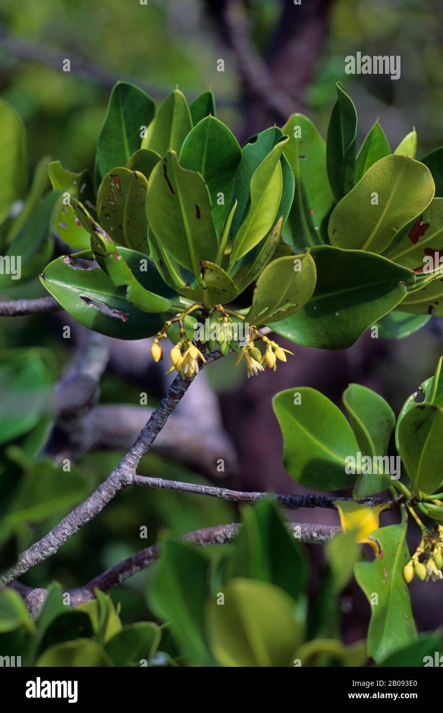Mangrove flowers hi-res stock photography and images - Alamy
