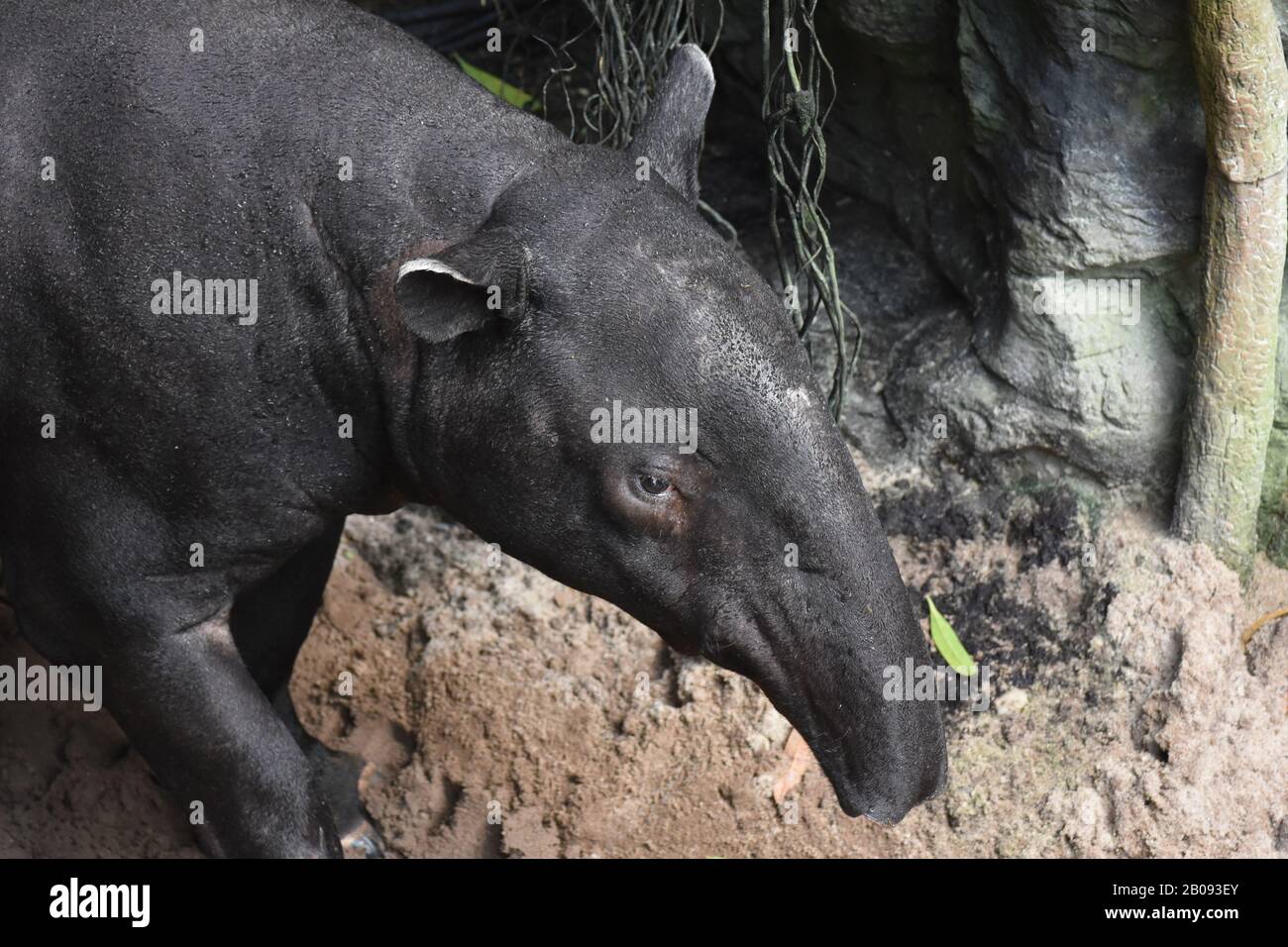 Striped tapir hi-res stock photography and images - Alamy