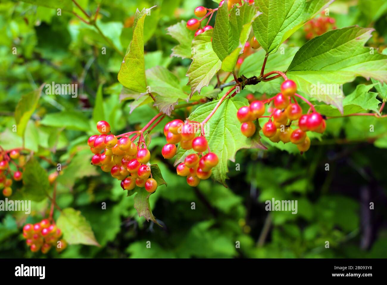 Bunch green cluster hi-res stock photography and images - Alamy