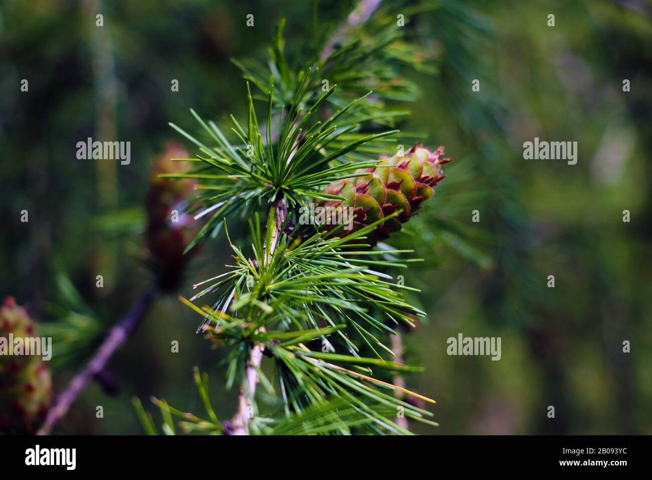 Branch cone hi-res stock photography and images - Alamy