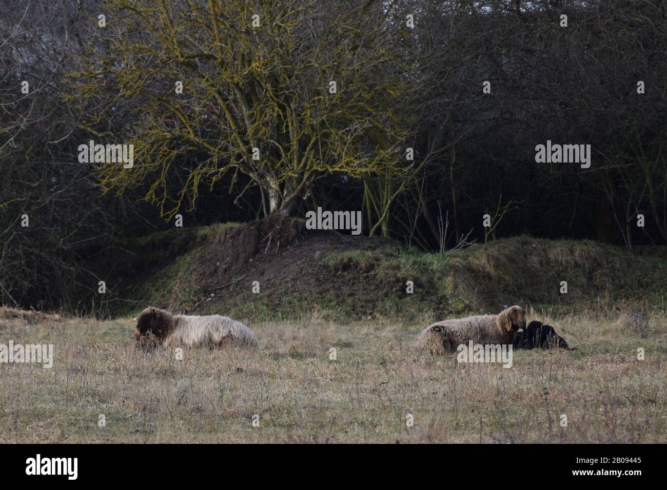 Fox sheep hi-res stock photography and images - Alamy