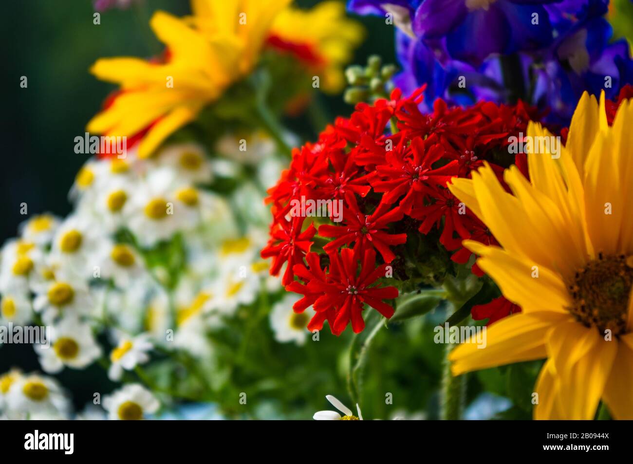 a bouquet of bright spring flowers of various types Stock Photo - Alamy
