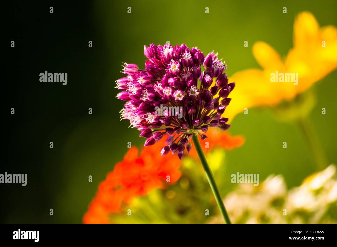 a bouquet of bright spring flowers of various types Stock Photo - Alamy