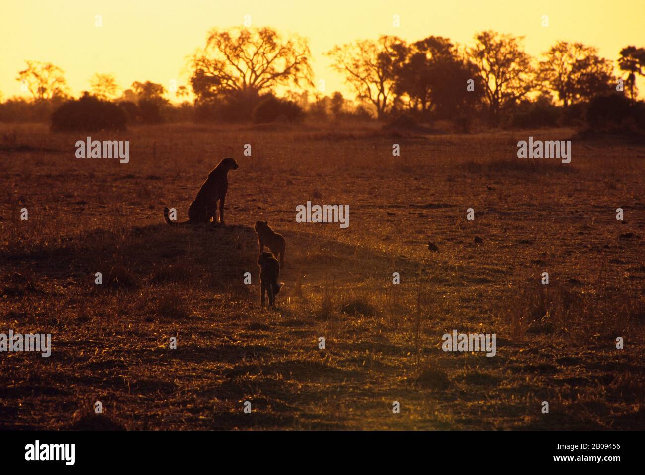BOTSWANA, OKAVANGO DELTA, MOMBO ISLAND, CHEETAH WITH CUBS, BACKLIT ...