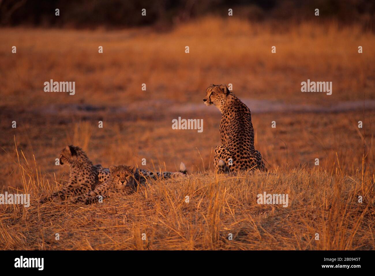 BOTSWANA, OKAVANGO DELTA, MOMBO ISLAND, CHEETAH WITH CUBS IN EVENING ...