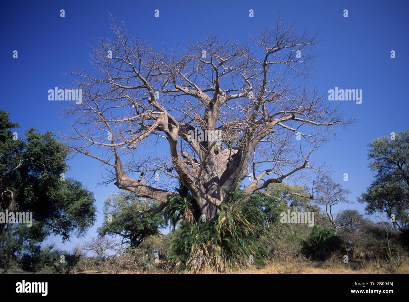 BOTSWANA, OKAVANGO DELTA, MOMBO ISLAND, BAOBAB TREE Stock Photo - Alamy