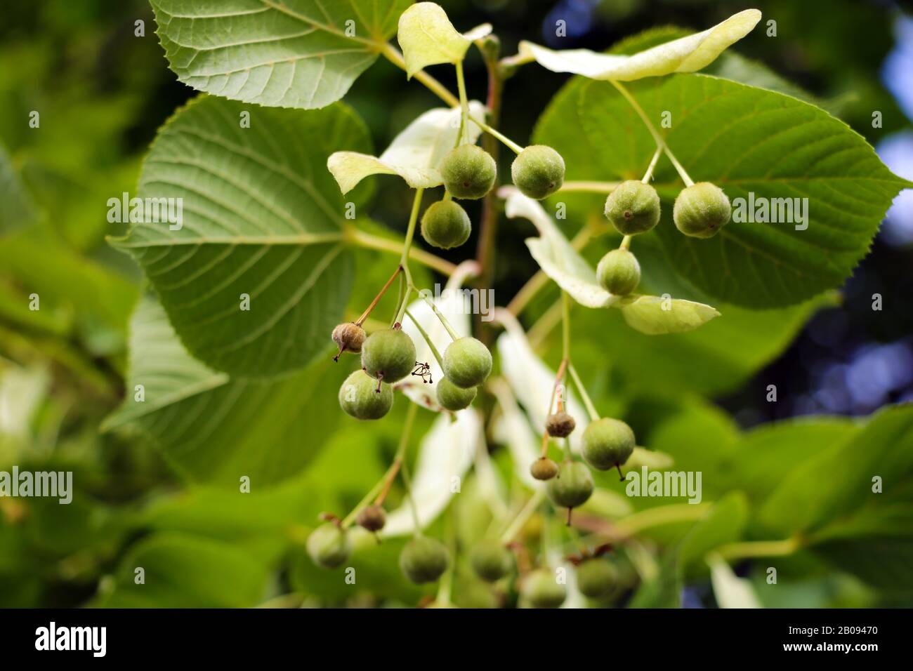 Ginkgo ginkgo biloba maidenhair tree hi-res stock photography and ...