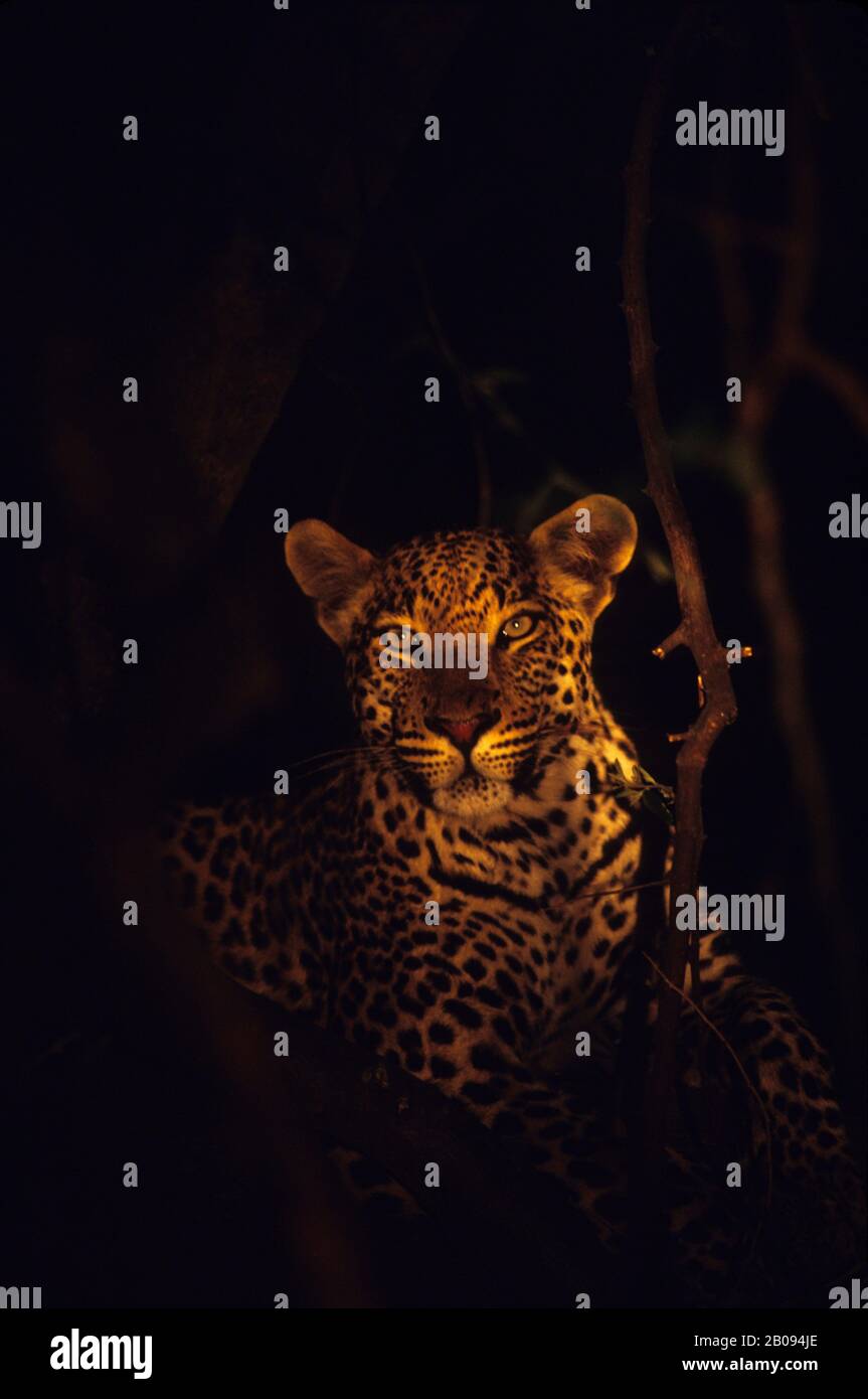 Leopard night tree hi-res stock photography and images - Alamy