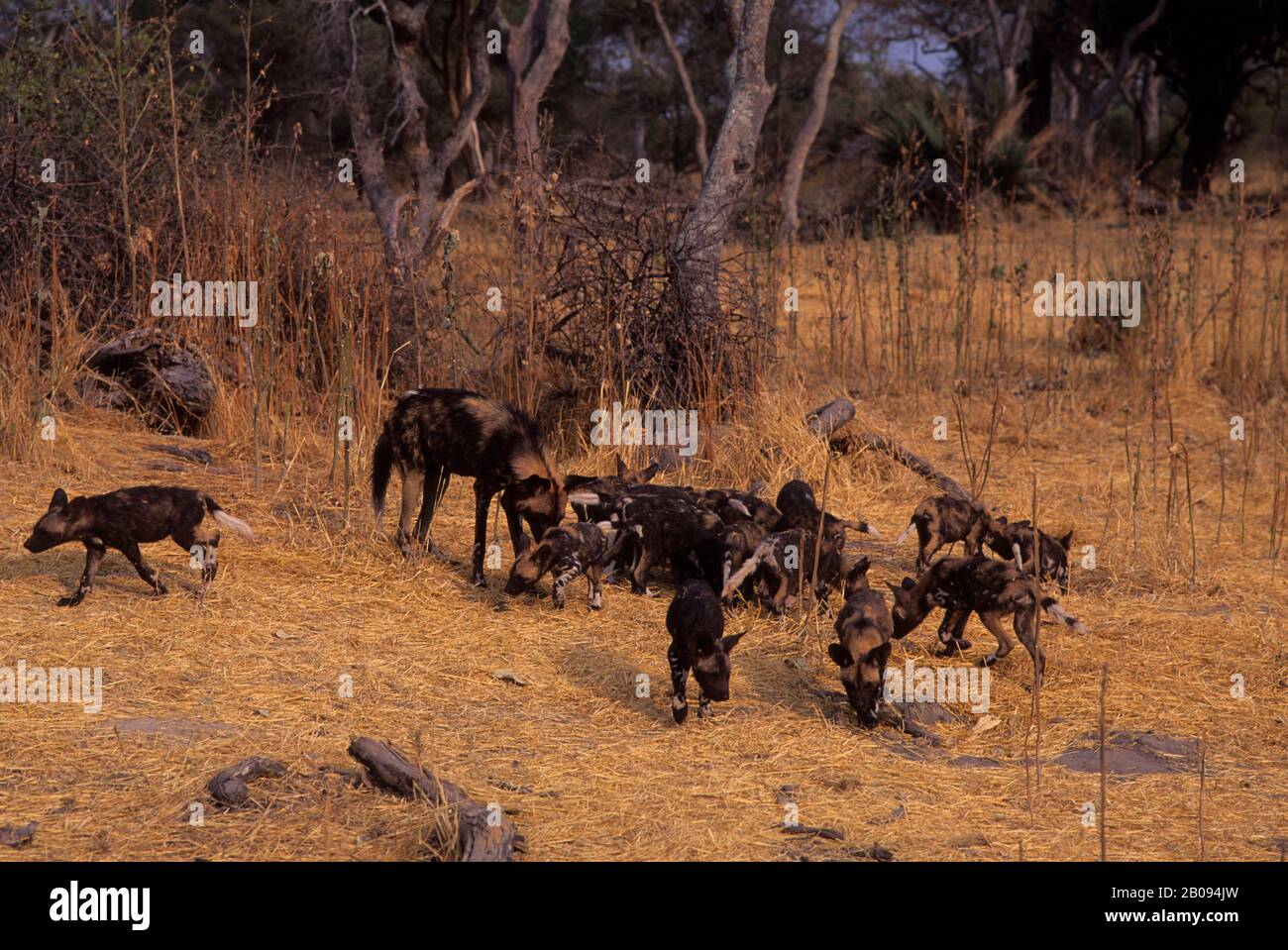 BOTSWANA, OKAVANGO DELTA, MOMBO ISLAND, AFRICAN WILD DOGS ...