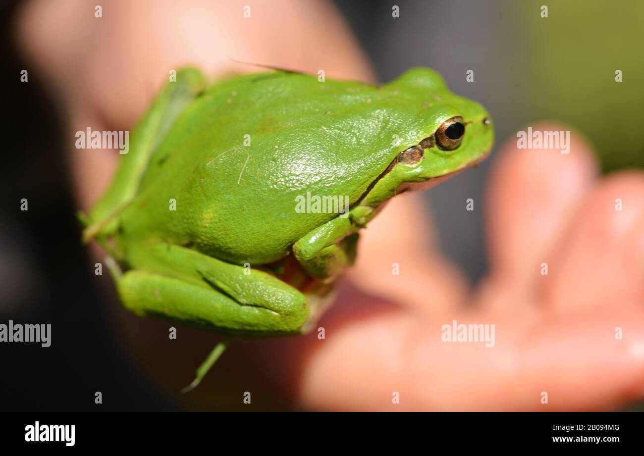 Wet hand frog hi-res stock photography and images - Alamy