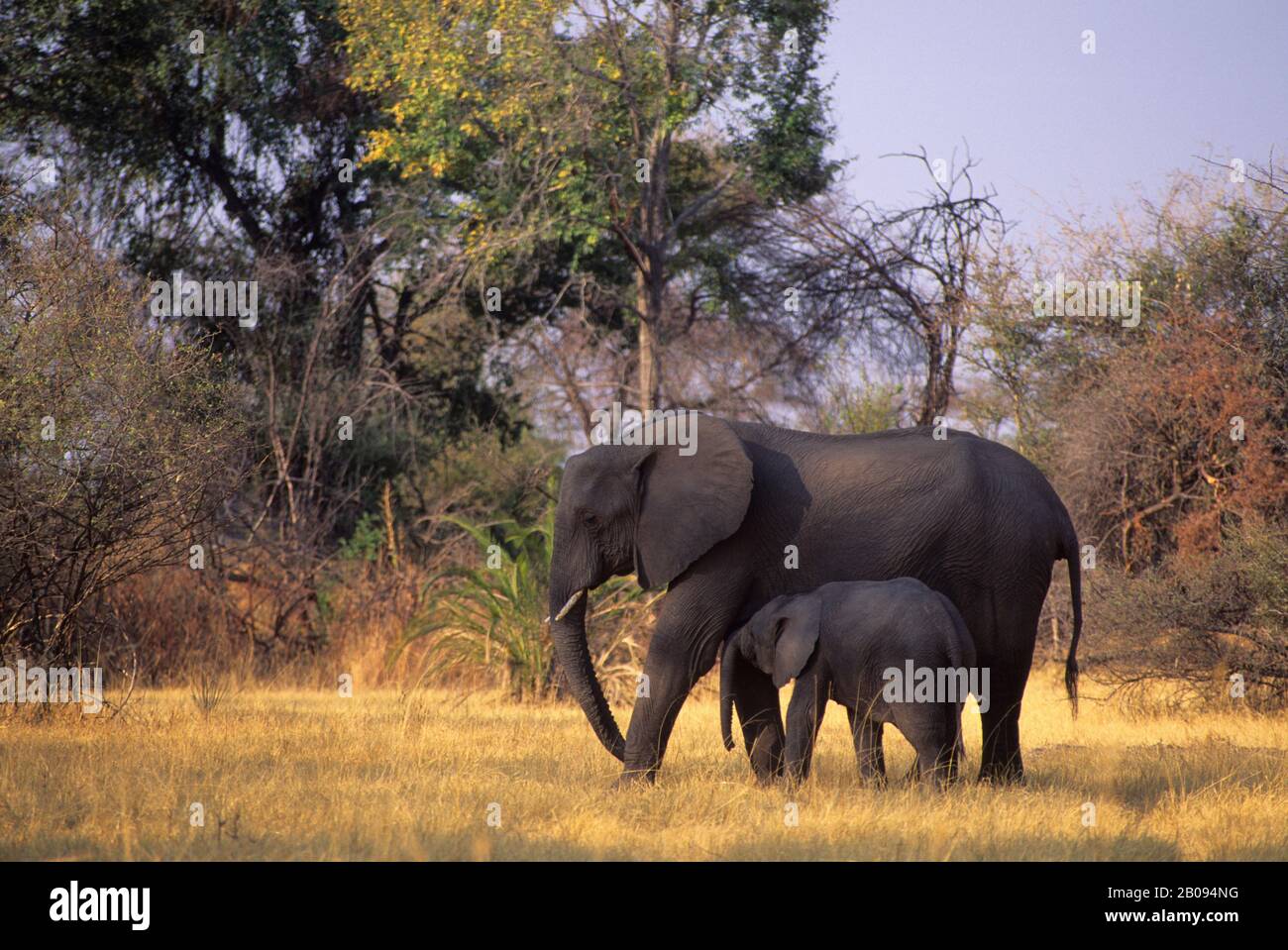 Baby elephant nursing hi-res stock photography and images - Alamy