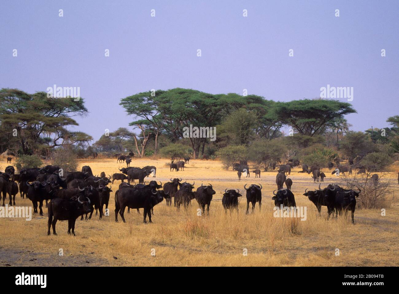 BOTSWANA, OKAVANGO DELTA, MOMBO ISLAND, CAPE BUFFALO HERD Stock Photo ...