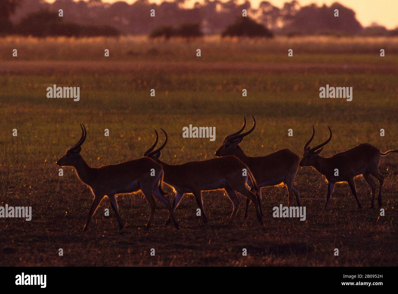BOTSWANA, OKAVANGO DELTA, MOMBO ISLAND, RED LECHWE, BACKLIT, INSECTS ...