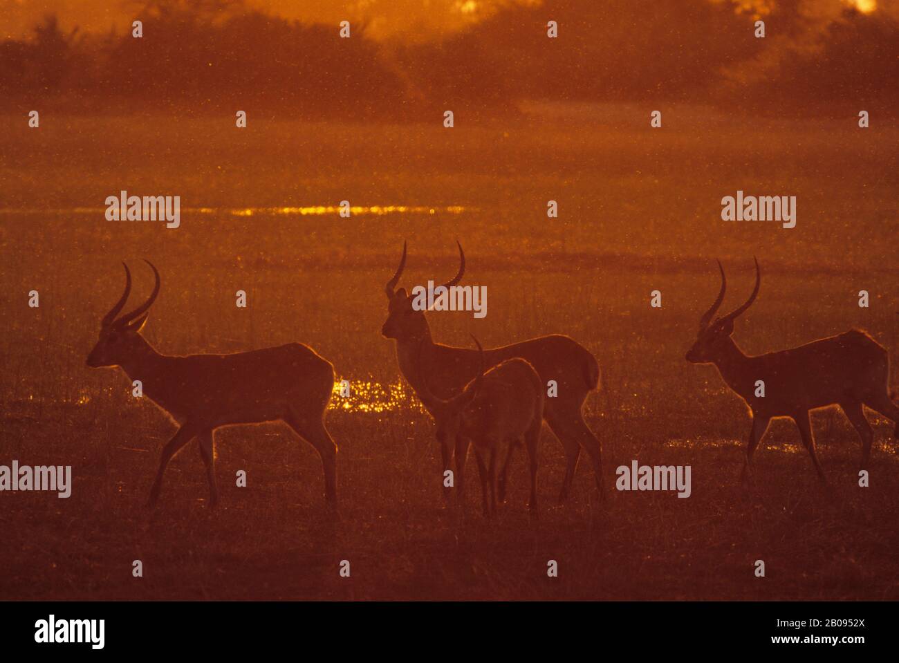 BOTSWANA, OKAVANGO DELTA, MOMBO ISLAND, RED LECHWE, BACKLIT, INSECTS ...