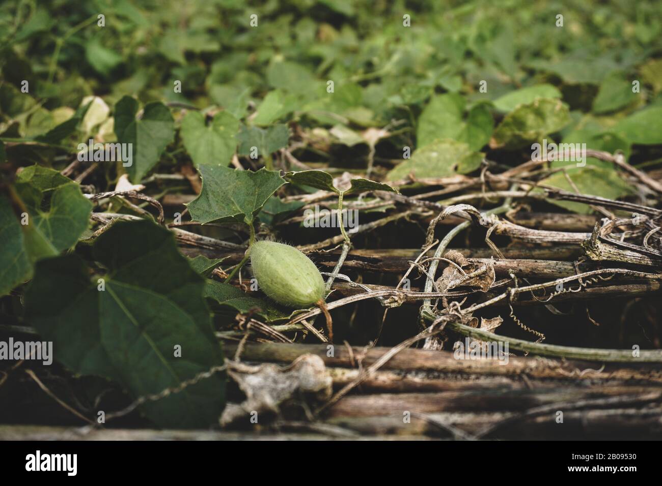 Trichosanthes dioica, also known as pointed gourd. It is a vegetable ...