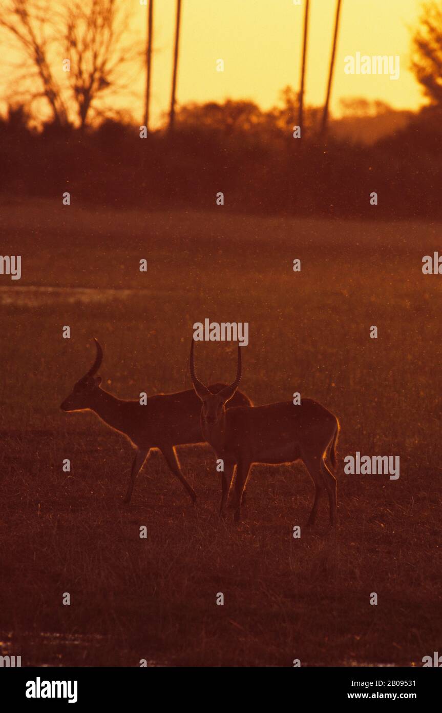 BOTSWANA, OKAVANGO DELTA, MOMBO ISLAND, RED LECHWE, BACKLIT, INSECTS ...