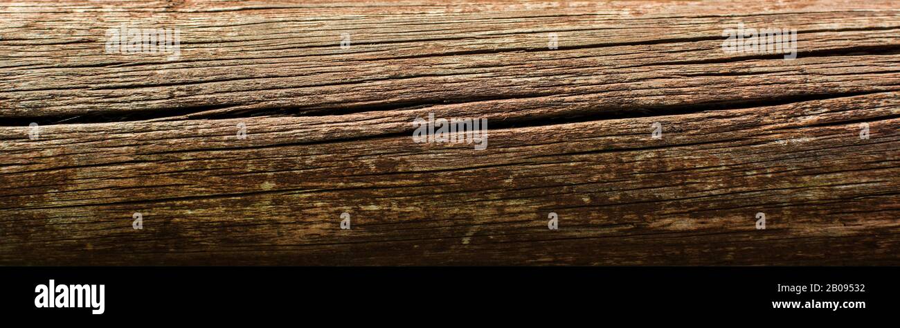 Tree trunk background. Panorama photo Stock Photo - Alamy