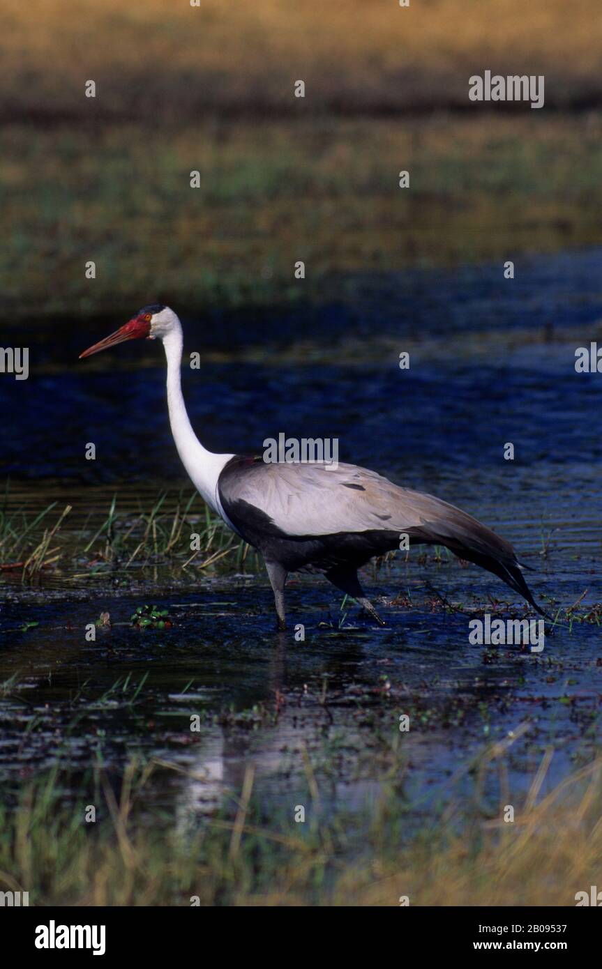 BOTSWANA, OKAVANGO DELTA, MOMBO ISLAND, WATTLED CRANE (ENDANGERED ...